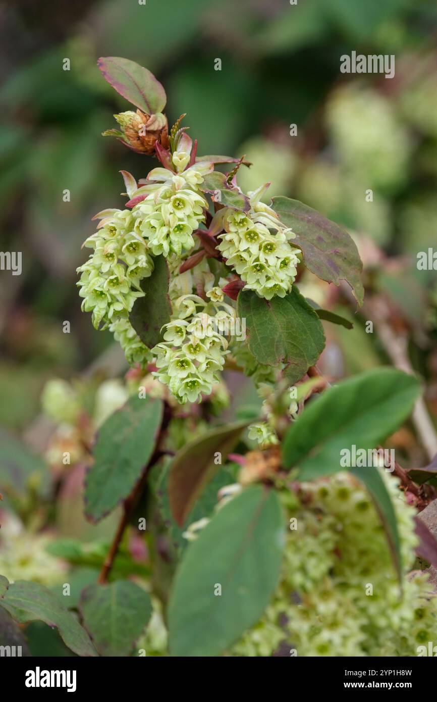 Laurel leaved flowering currant hi-res stock photography and images - Alamy