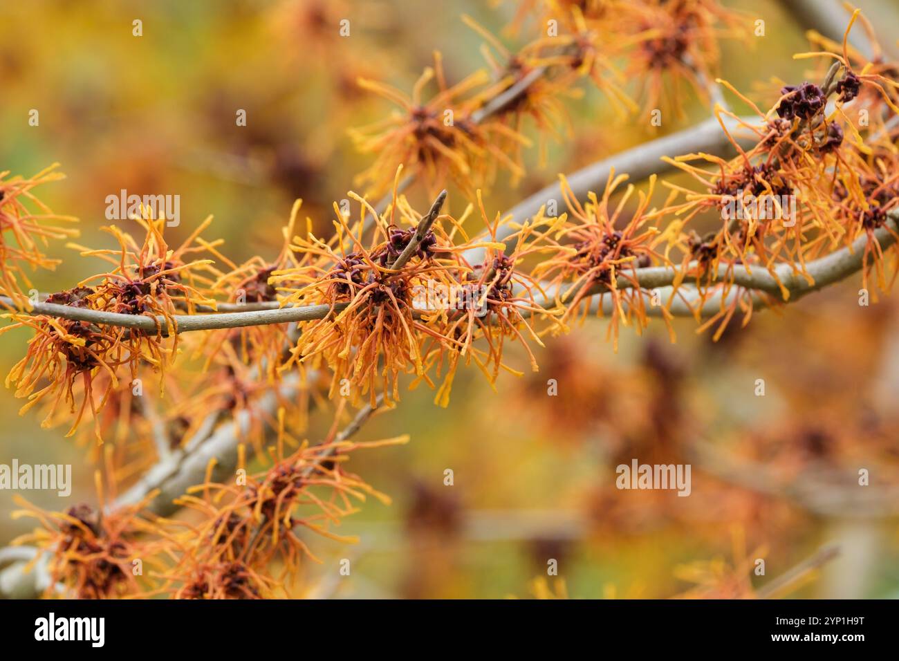 Hamamelis × intermedia Aphrodite, witch hazel Aphrodite, flowers ...