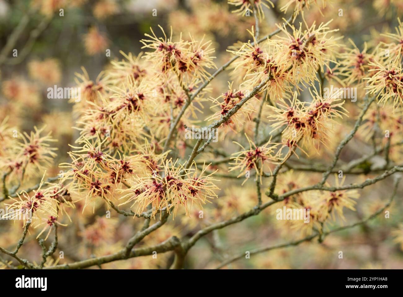 Aurora hamamelis intermedia hi-res stock photography and images - Alamy