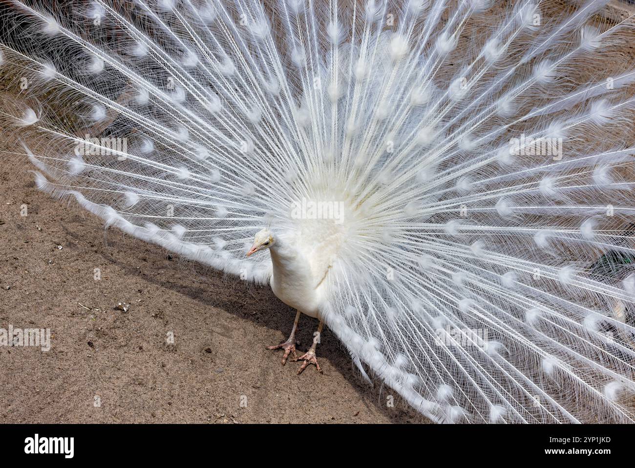 Majestic white peacock displays its stunning plumage in serene natural ...