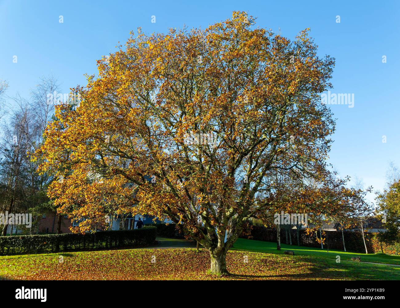 Autumn leaves oak tree in abbey grounds, Buckfast, Buckfastleigh, north ...
