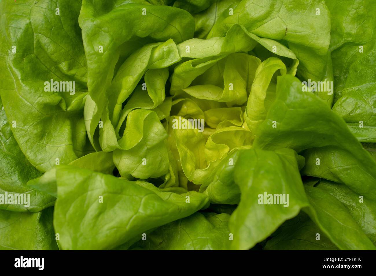 Overhead view of green lettuce leaves background Stock Photo - Alamy