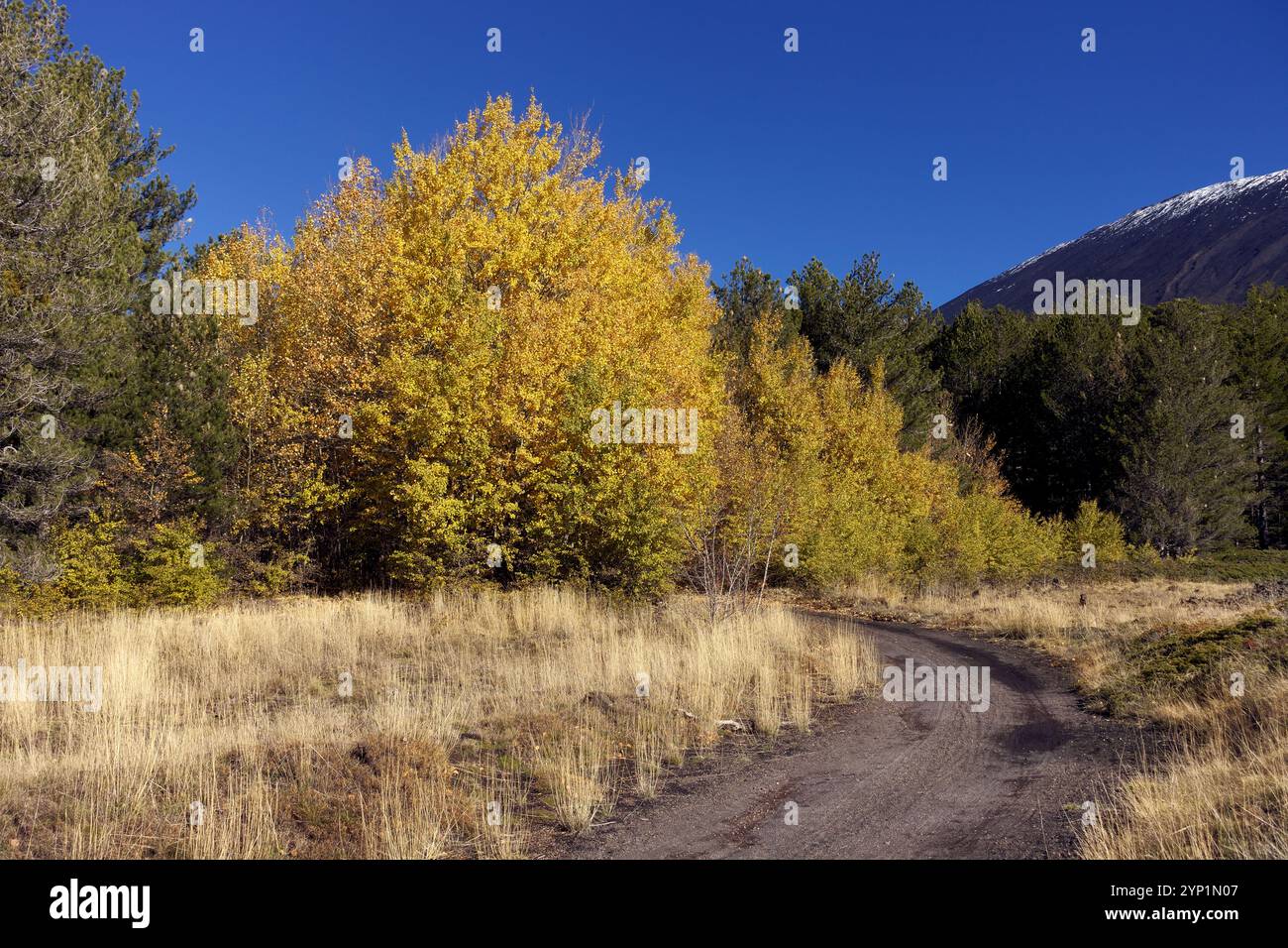 curved path and autumn trees of Betula Aetnensis in Etna Park, Sicily ...