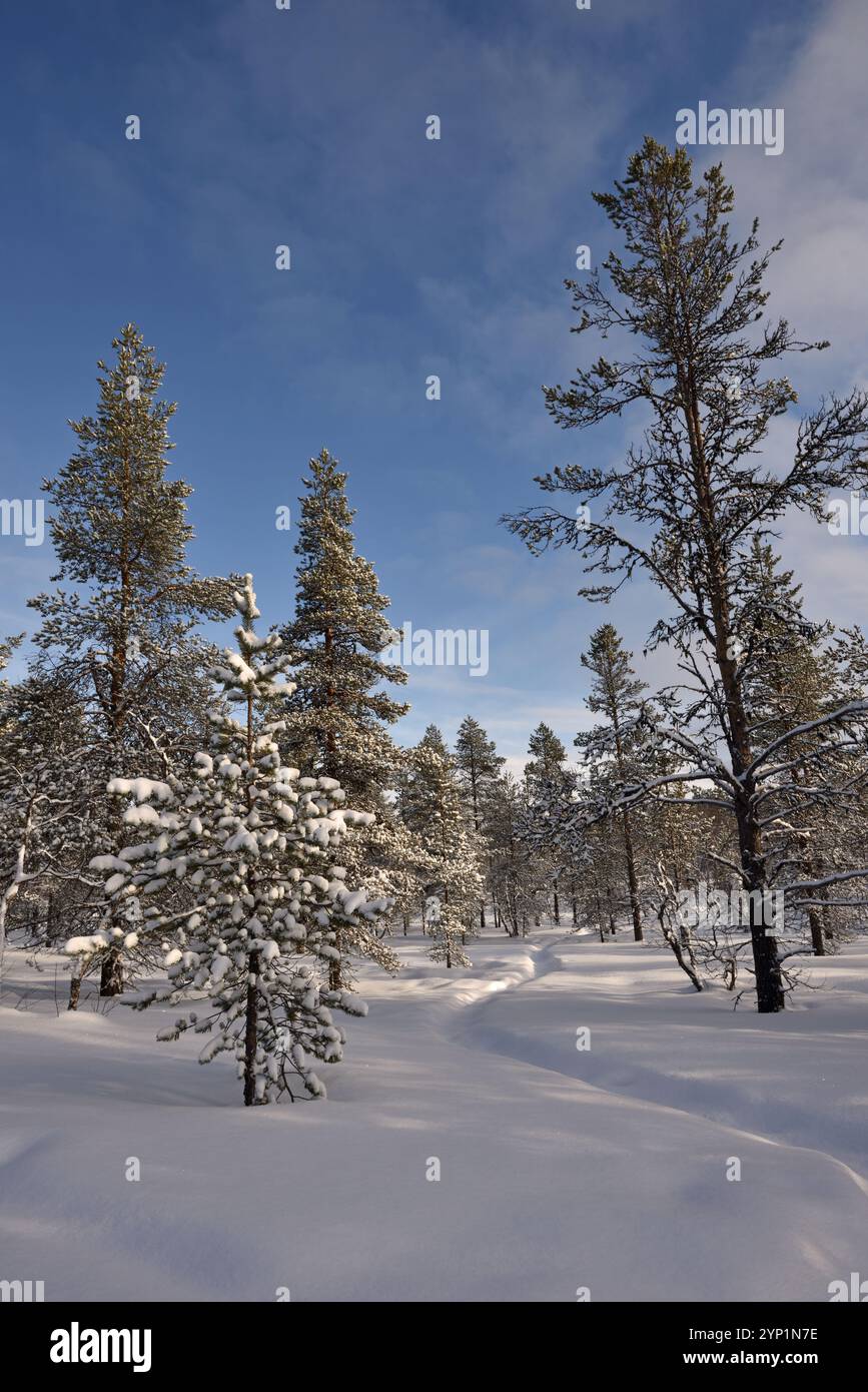 Snow covered morning landscape in the Finnish Arctic Stock Photo - Alamy