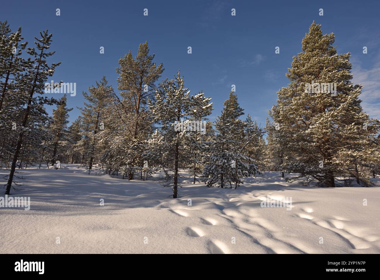 Snow covered morning landscape in the Finnish Arctic Stock Photo - Alamy