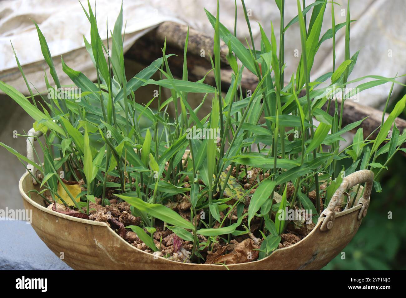 Very old basket with gingers growing. Home garden with fresh ginger ...