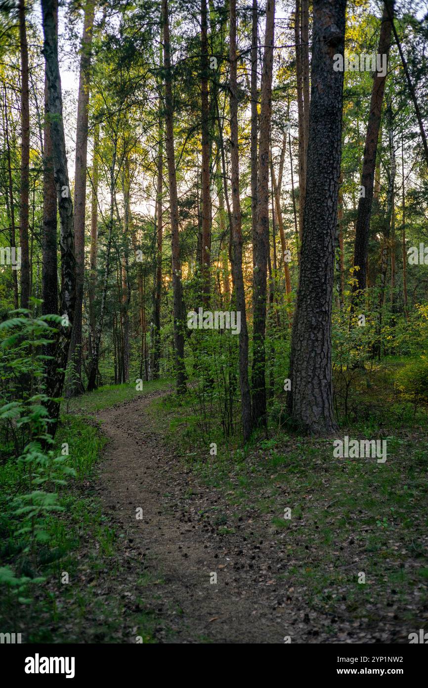 Path in the forest with the setting sun breaking through the branches ...