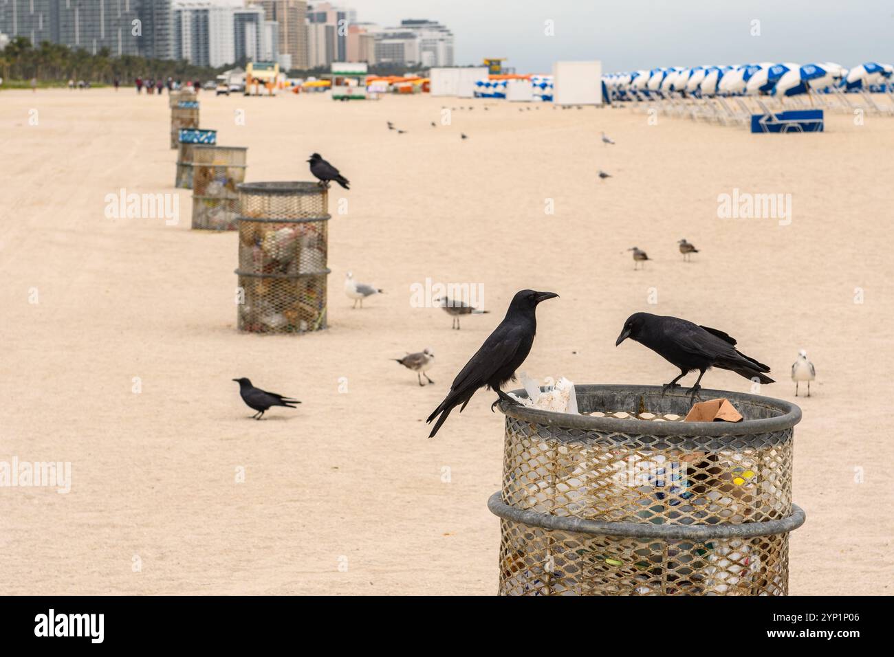 Miami skyline 2017 hi-res stock photography and images - Alamy