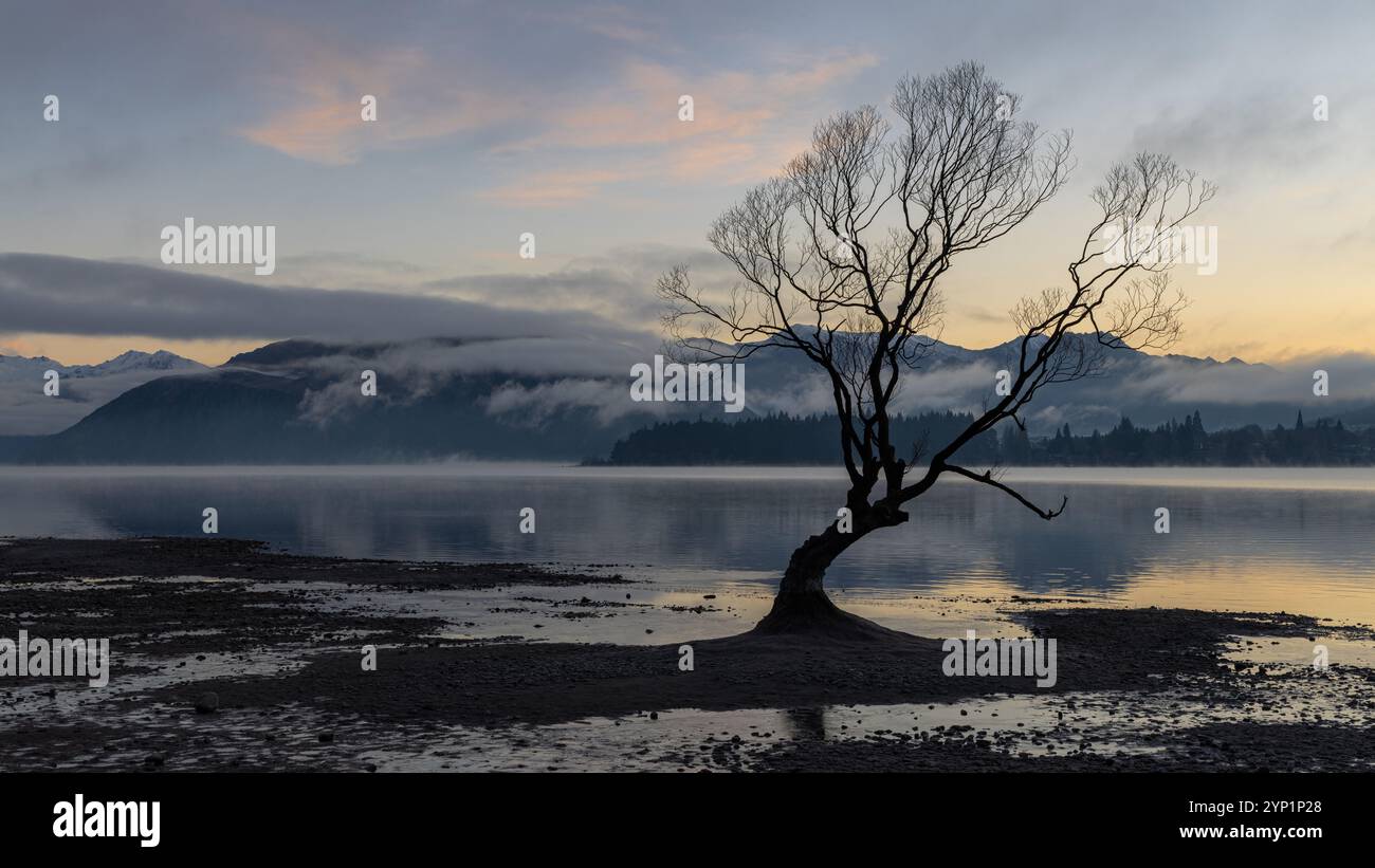 The Wanaka Tree at sunrise Stock Photo - Alamy