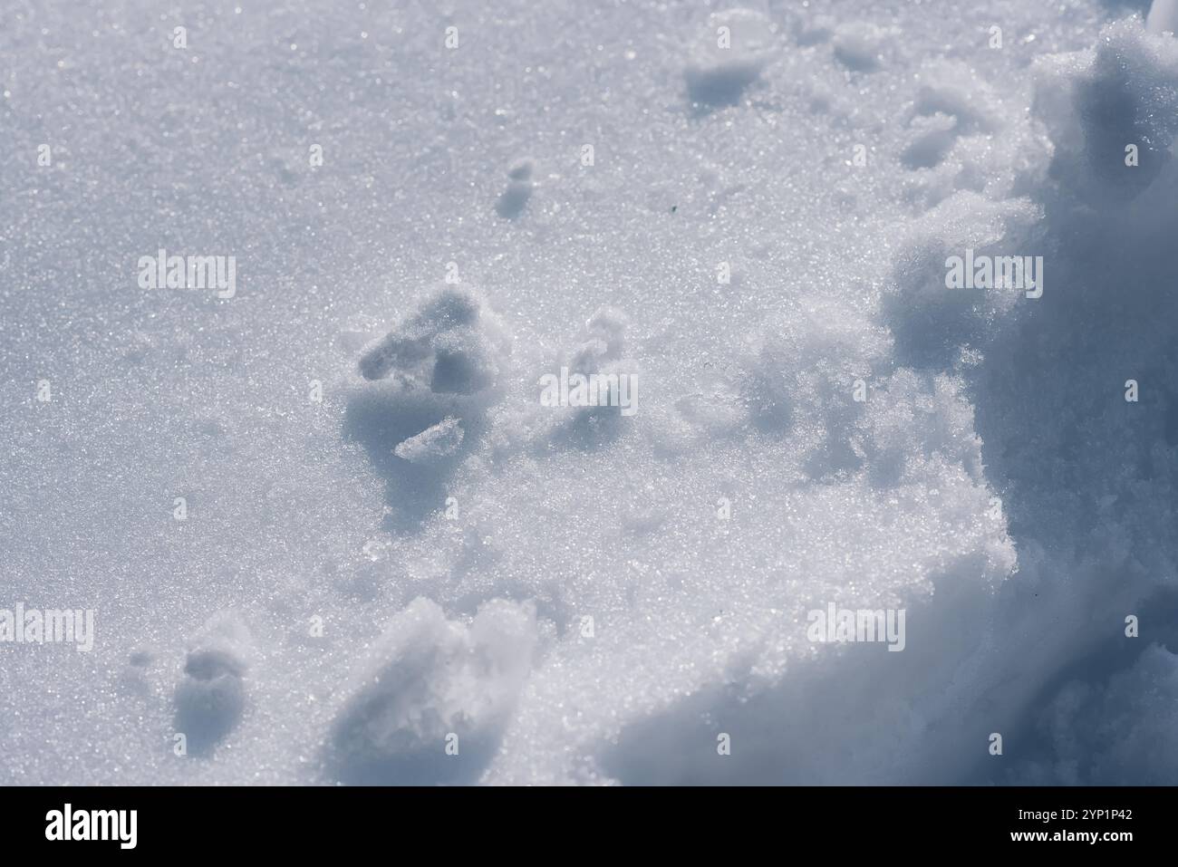 Winter snow. Snow texture Top view of the snow. Texture for design ...