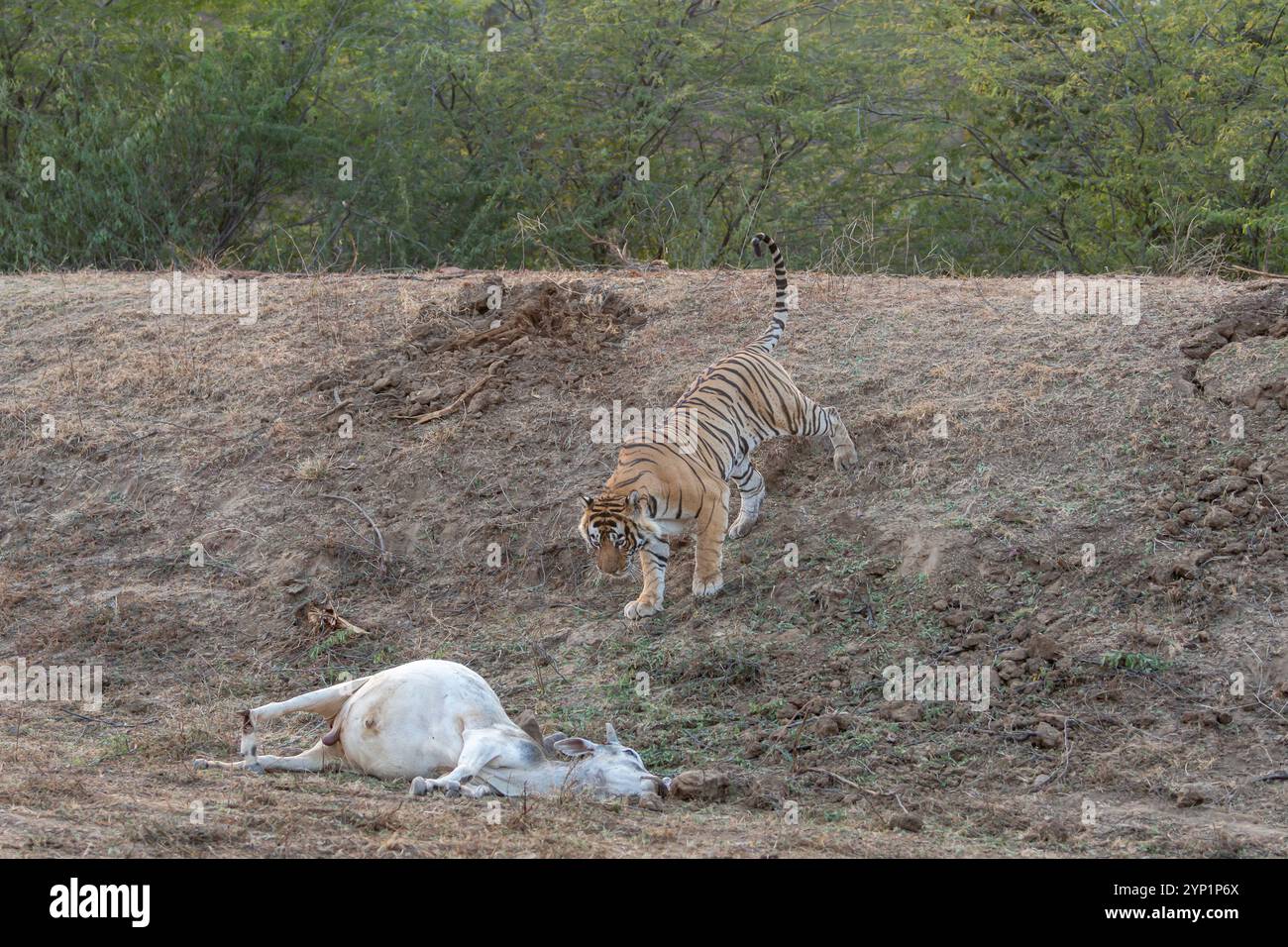 Wild male tiger Panthera tigris hunt down or killed domestic animal cow ...