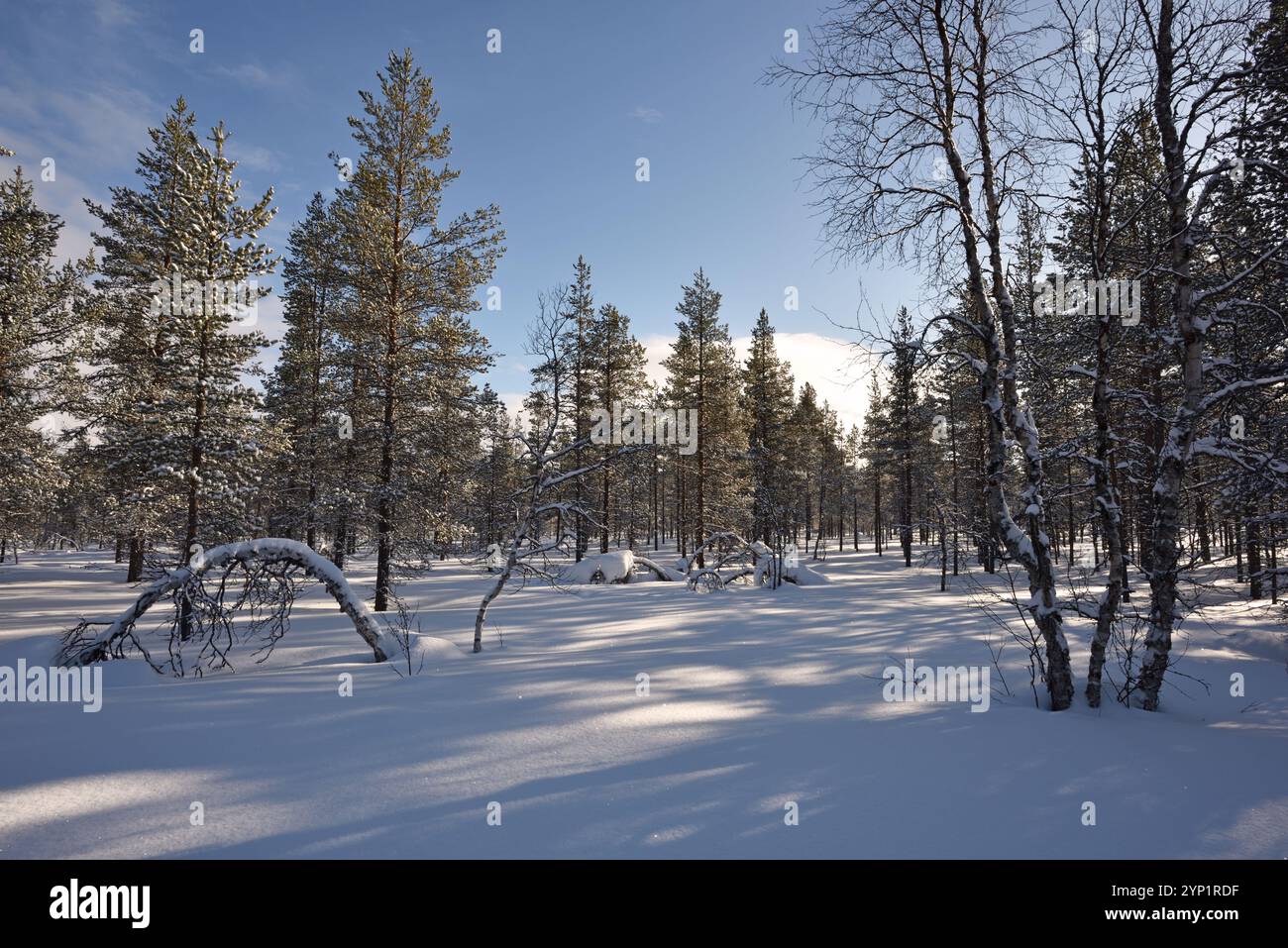 Snow covered morning landscape in the Finnish Arctic Stock Photo - Alamy