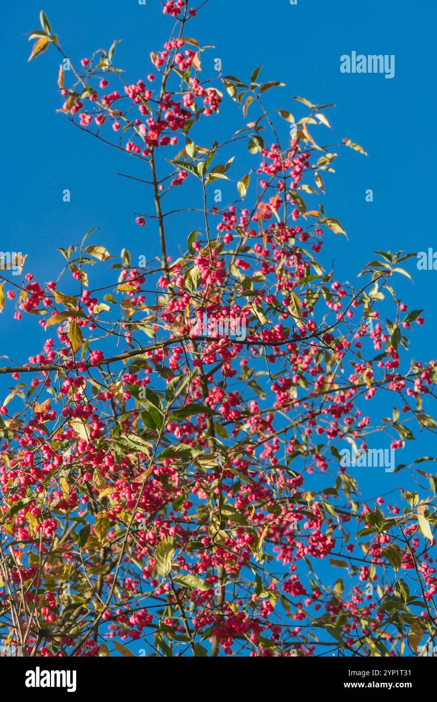 Spindle tree branch(Euonymous europaeus) bearing autumnal fruit ...