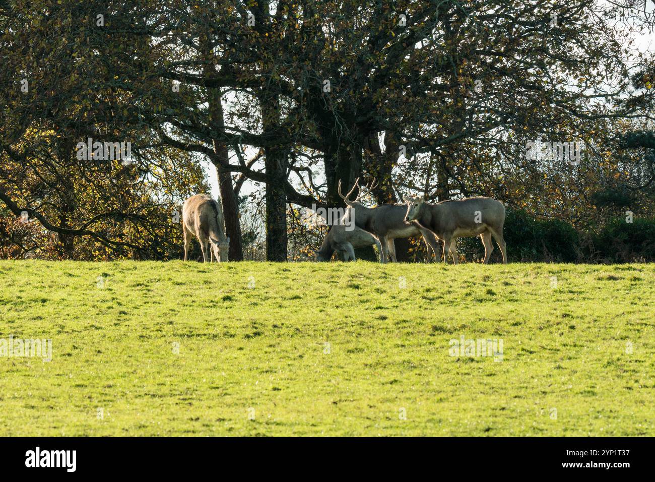 Male Pere David's deer (Elaphurus davidianus) Margam Country Park Wales ...