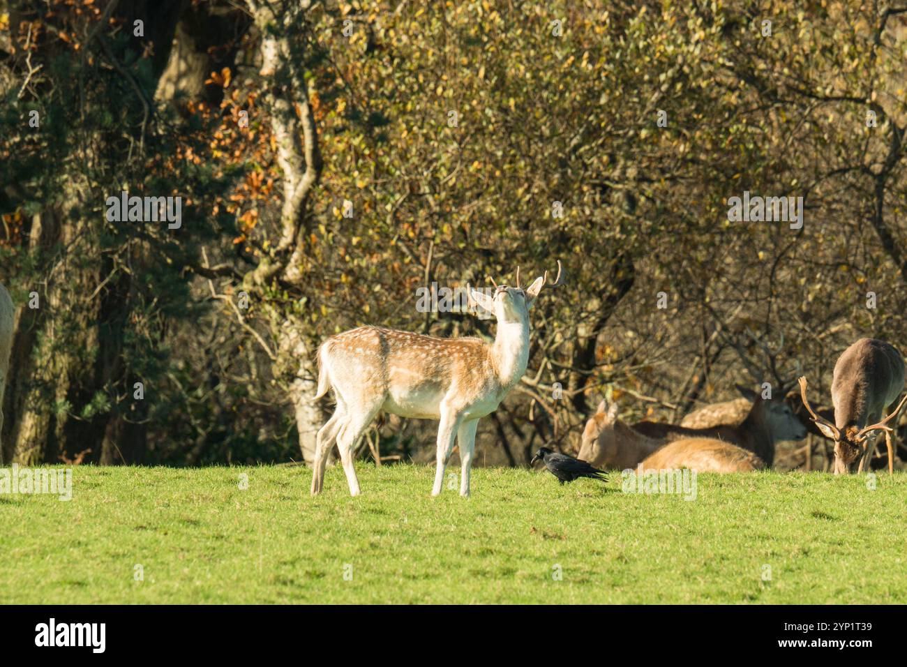 Adult male Fallow deer (Dama dama) looking to the sky. Margam Country ...