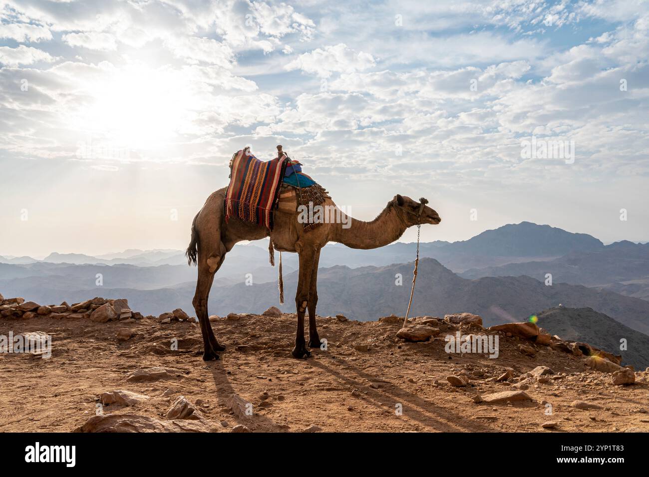 Camel in Sinai desert. Egypt. Bedouin lifestyle. Camel, goes to Mount Moses on the background of ...