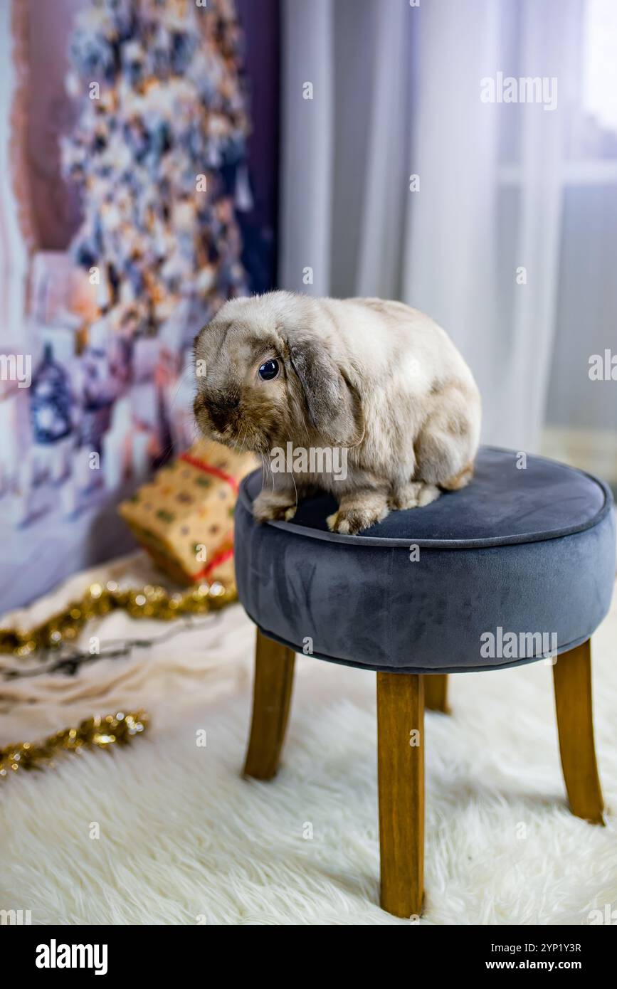 rabbit sitting on a chair at home with bokeh background, bunny pet ...