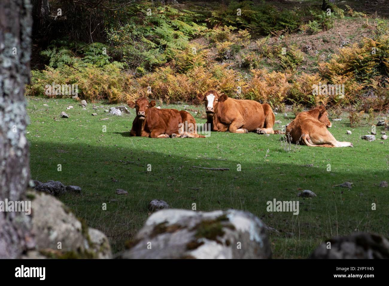 General shot of three cows lying ina green meadow, two of them are ...