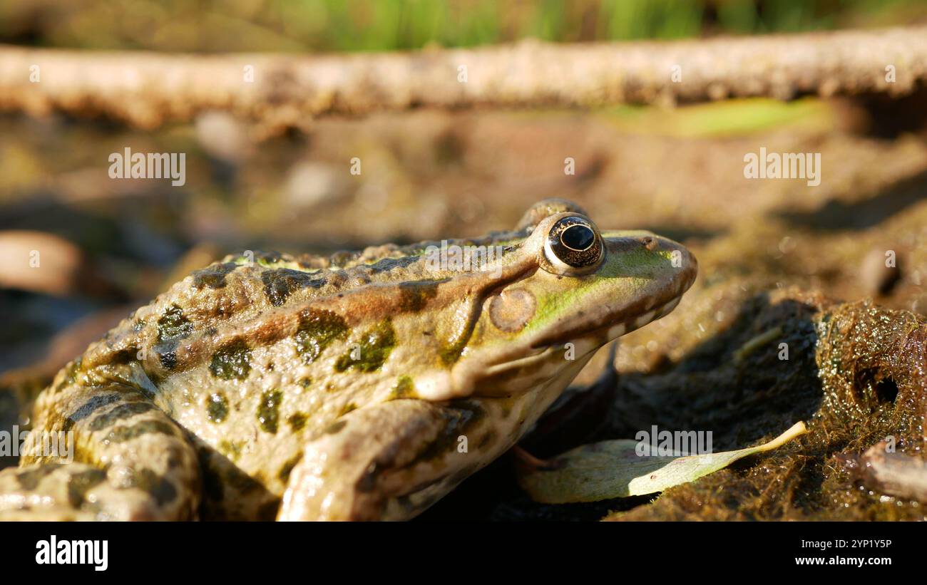 Marsh frog Pelophylax ridibundus green close-up, amphibian water frog ...