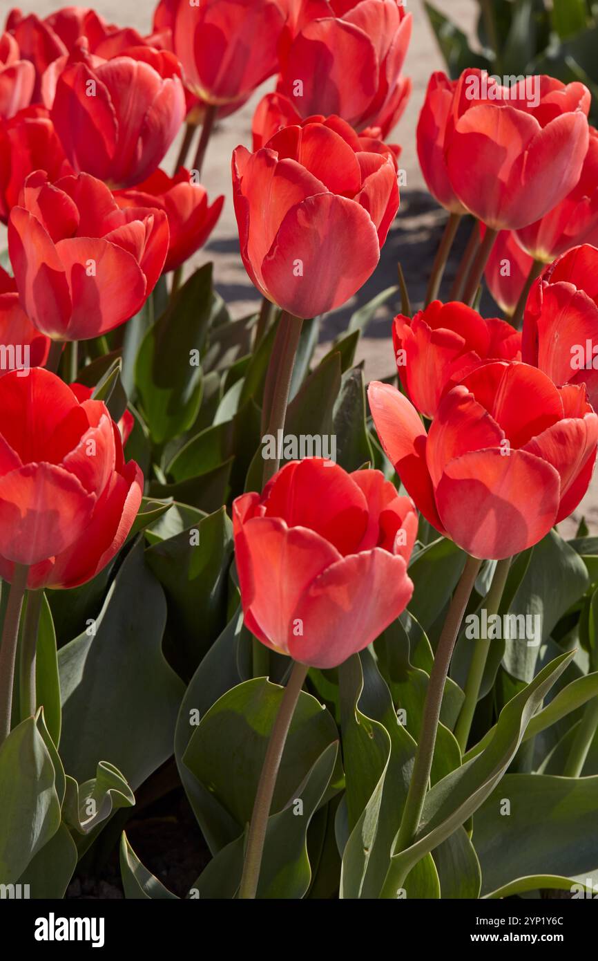 Tulip Orange Van Eijk flowers in spring sunlight Stock Photo - Alamy