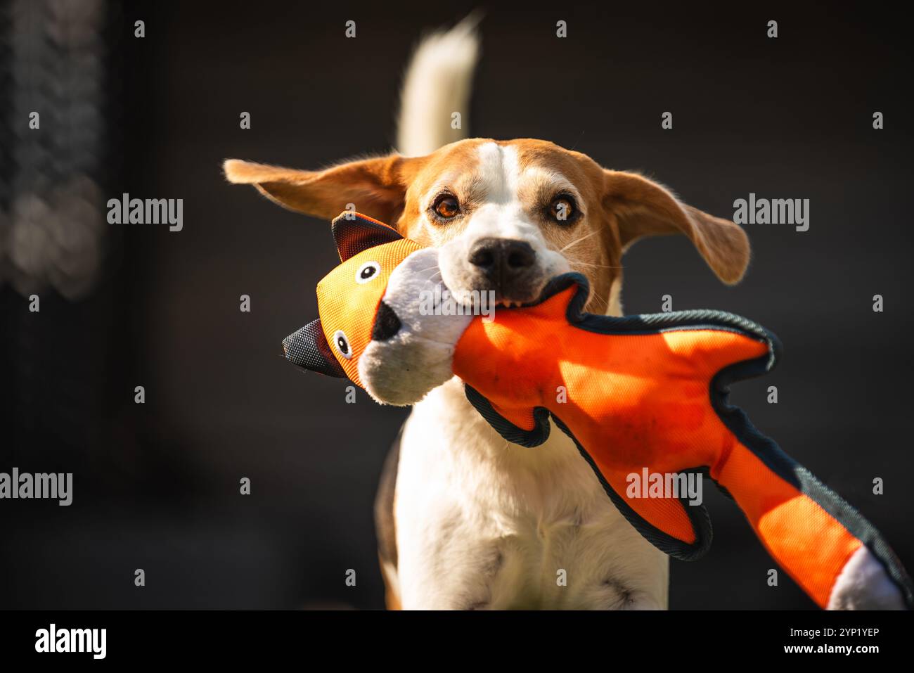 Beagle dog run with toy towards camera Stock Photo - Alamy