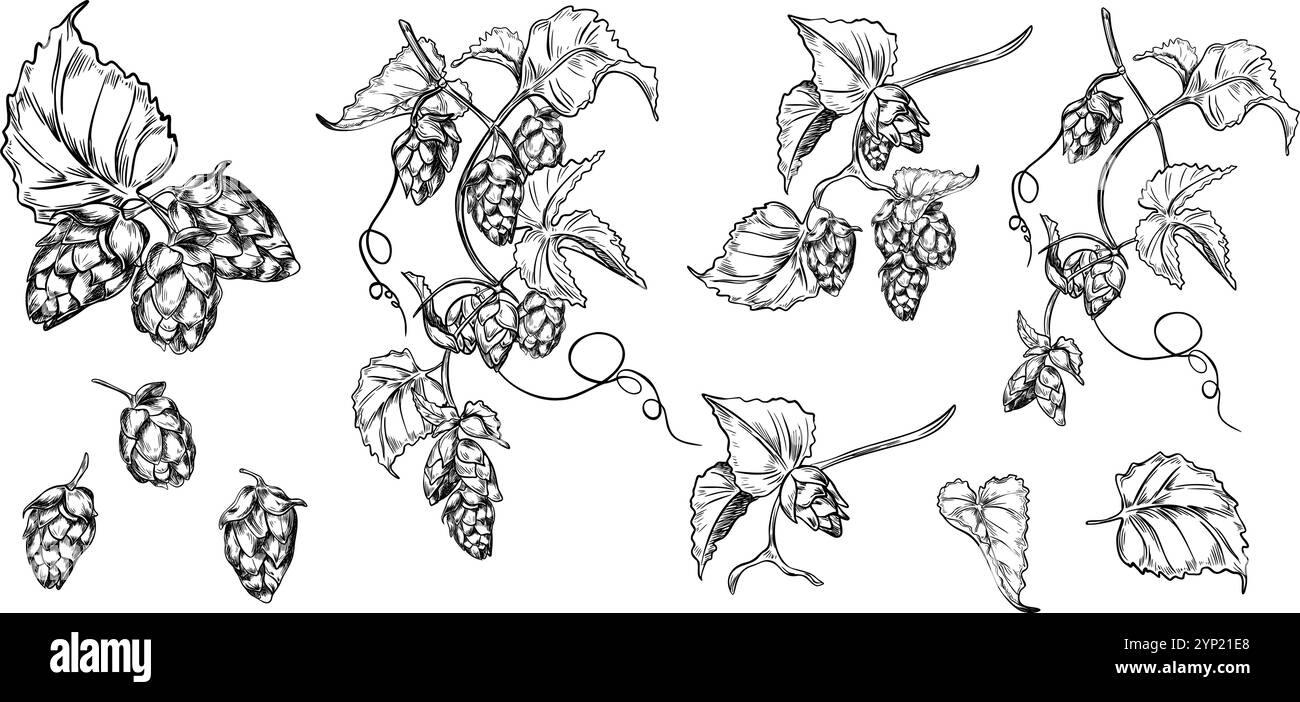 Hops vine, humulus plant, leaves black white graphic vector ...