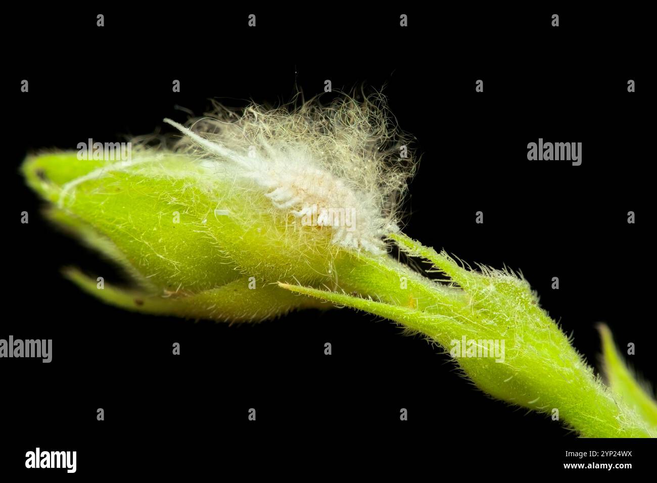 Planthopper larvae on the branch Stock Photo - Alamy