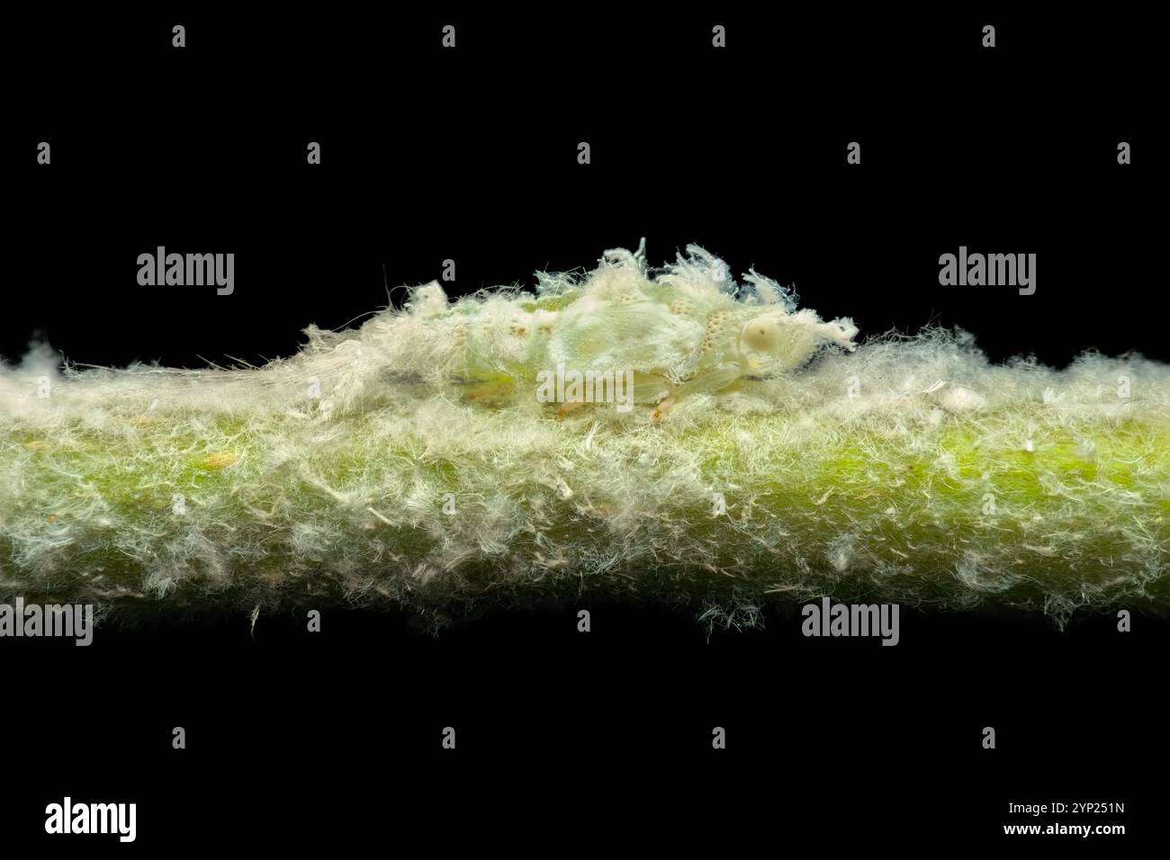 Planthopper larvae on the branch Stock Photo - Alamy