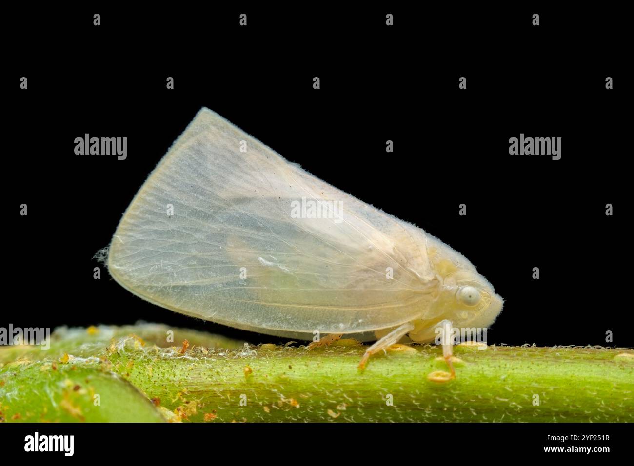 White planthopper on the branch Stock Photo - Alamy