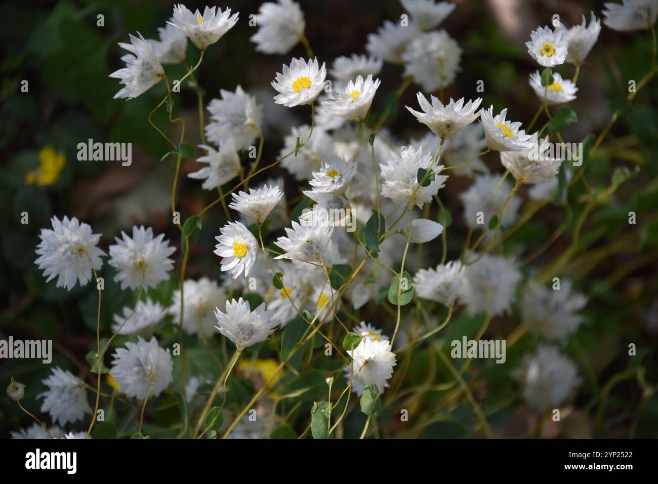 Western Australian Wildflower. Rhodanthe Manglesii 'Mangles Everlasting ...