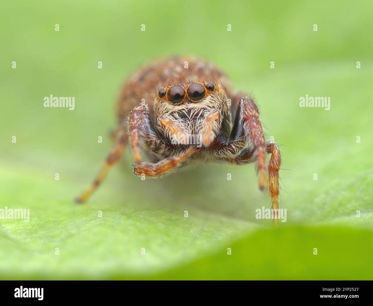 Cute jumping spider on the leaf Stock Photo - Alamy