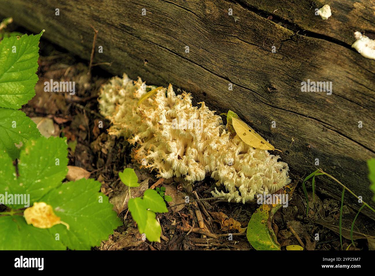 The hedgehog mushroom coral in natural conditions in nature Stock Photo ...