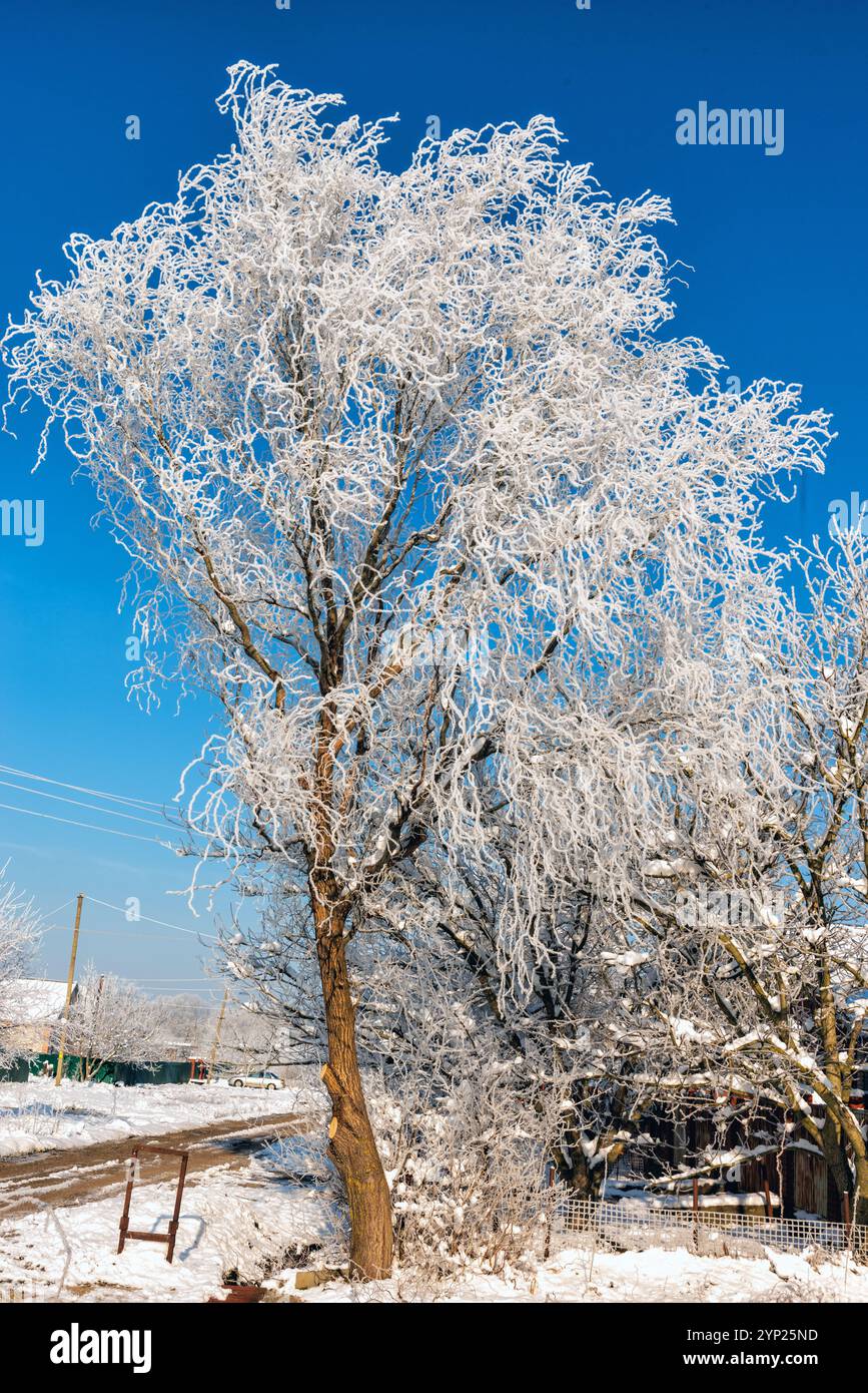 Winter rural landscape with a tree whose branches are covered with ...