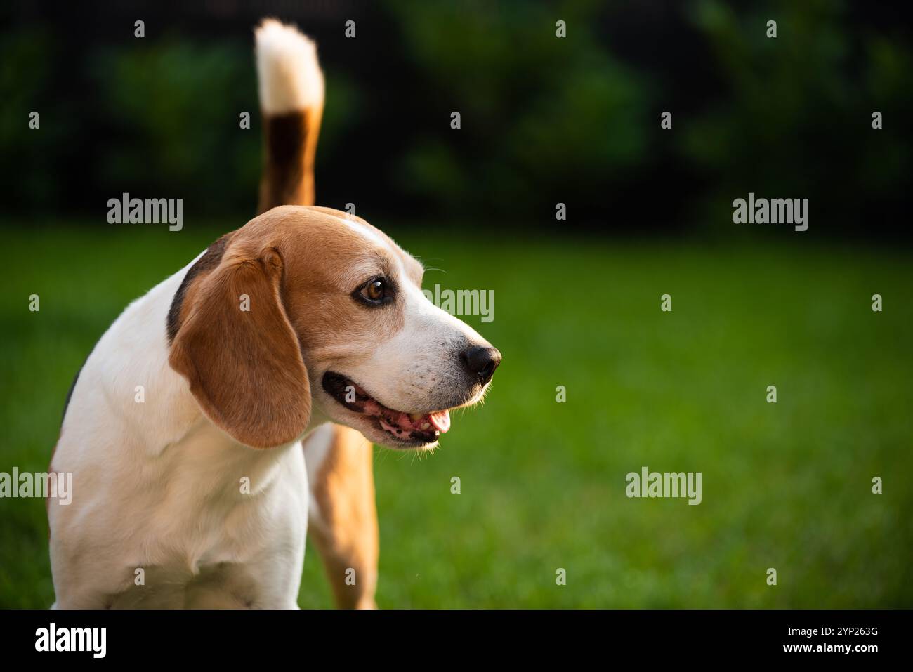 Beagle dog portrait in nature against green background Stock Photo - Alamy