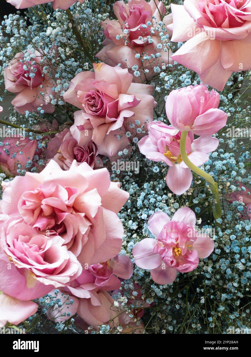Elegant Bouquet of Pink Roses and Babys Breath Stock Photo - Alamy