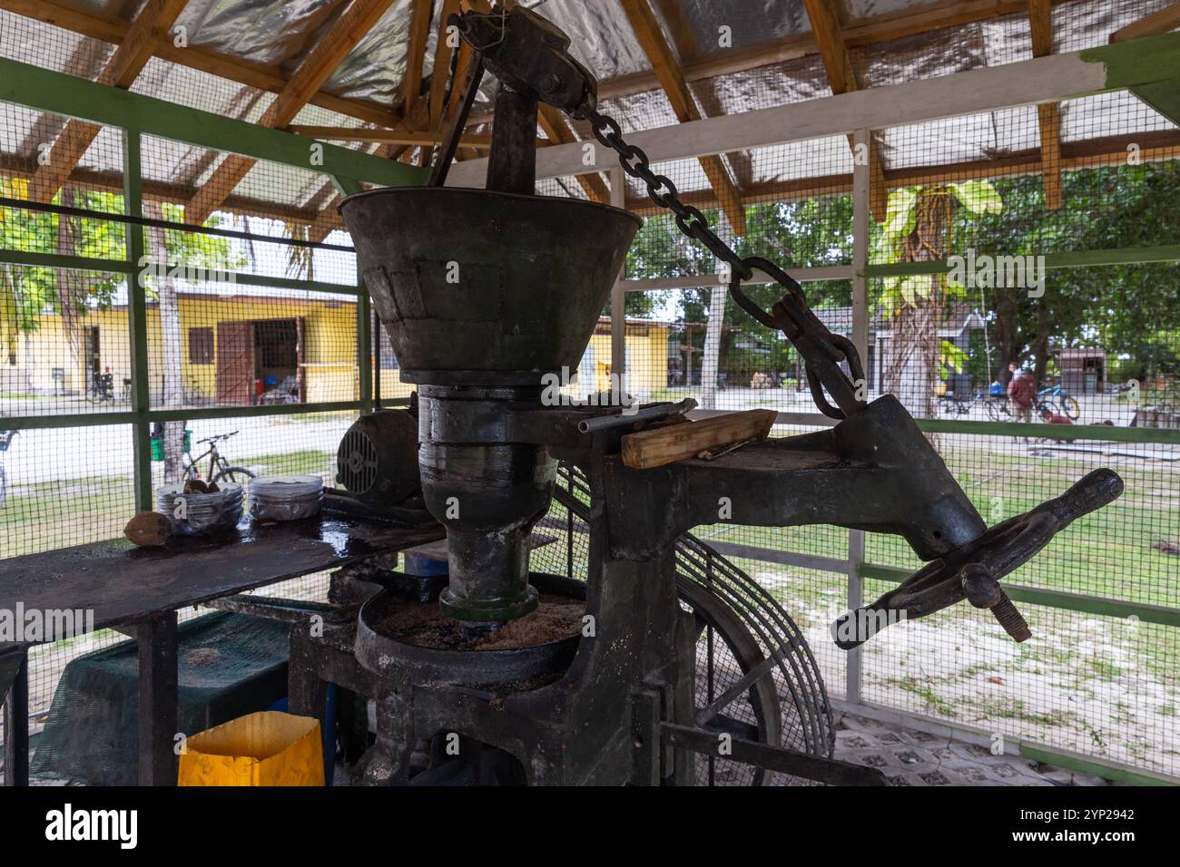 Seychelles nut hi-res stock photography and images - Alamy