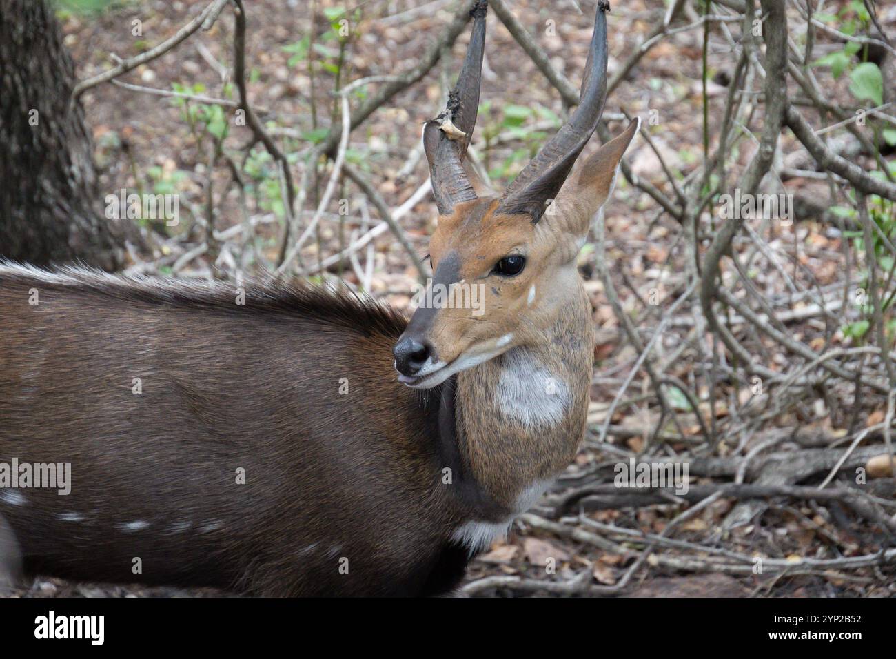 Harnessed Bushbuck close-up, Kruger National Park, South Africa Stock ...