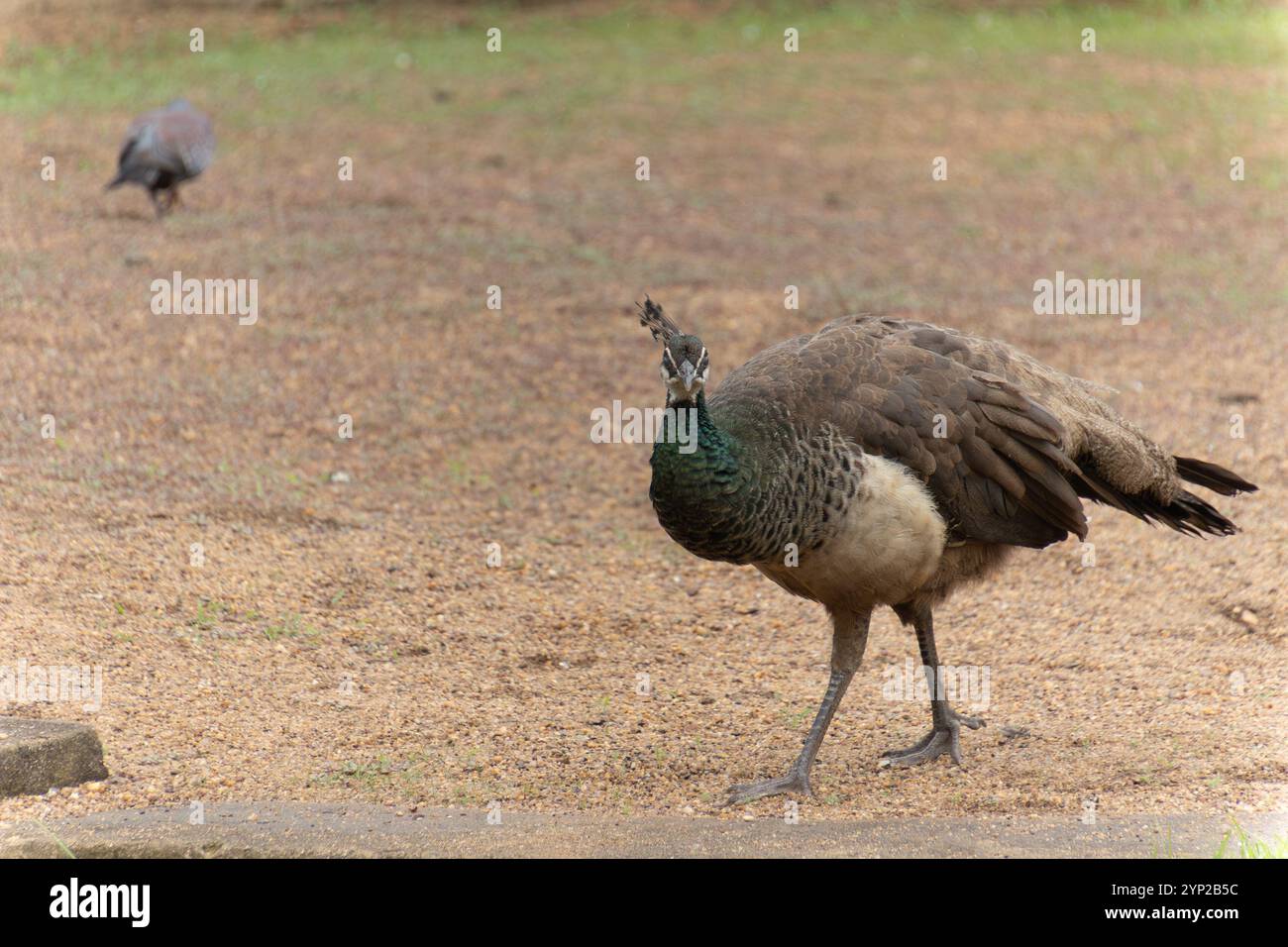 peacock in a park in South Africa Stock Photo - Alamy