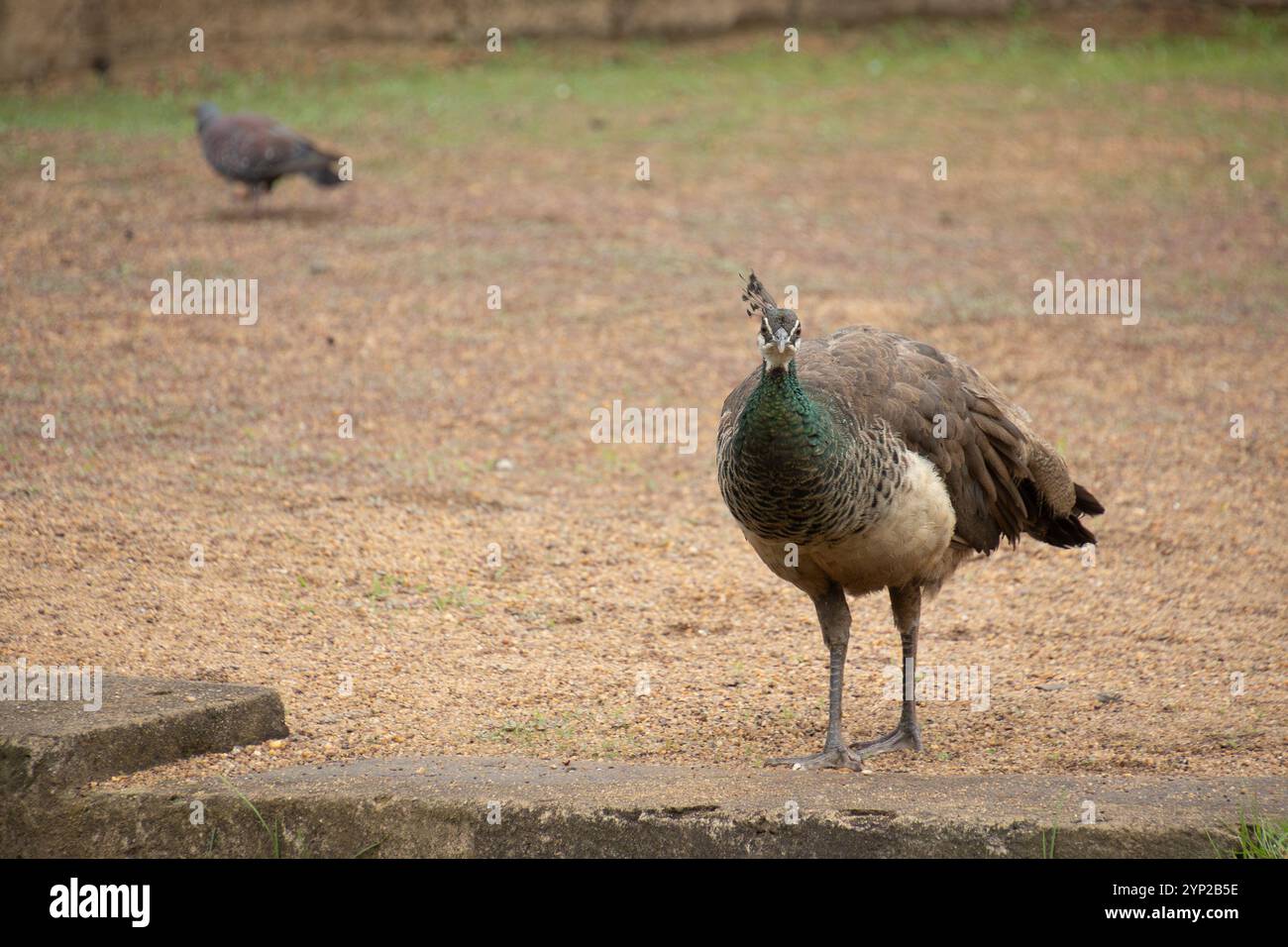 peacock in a park in South Africa Stock Photo - Alamy