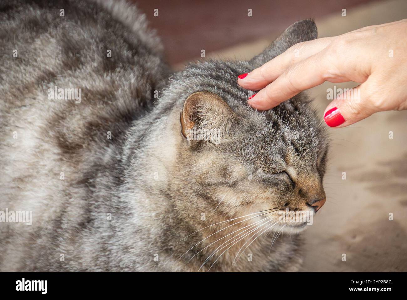 Woman petting gray cat hi-res stock photography and images - Alamy