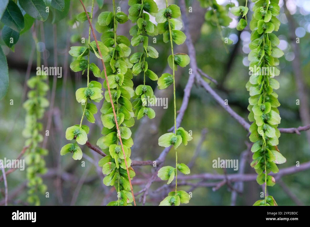 Pterocarya fraxinifolia in park in summer. Green leaves and seeds in ...