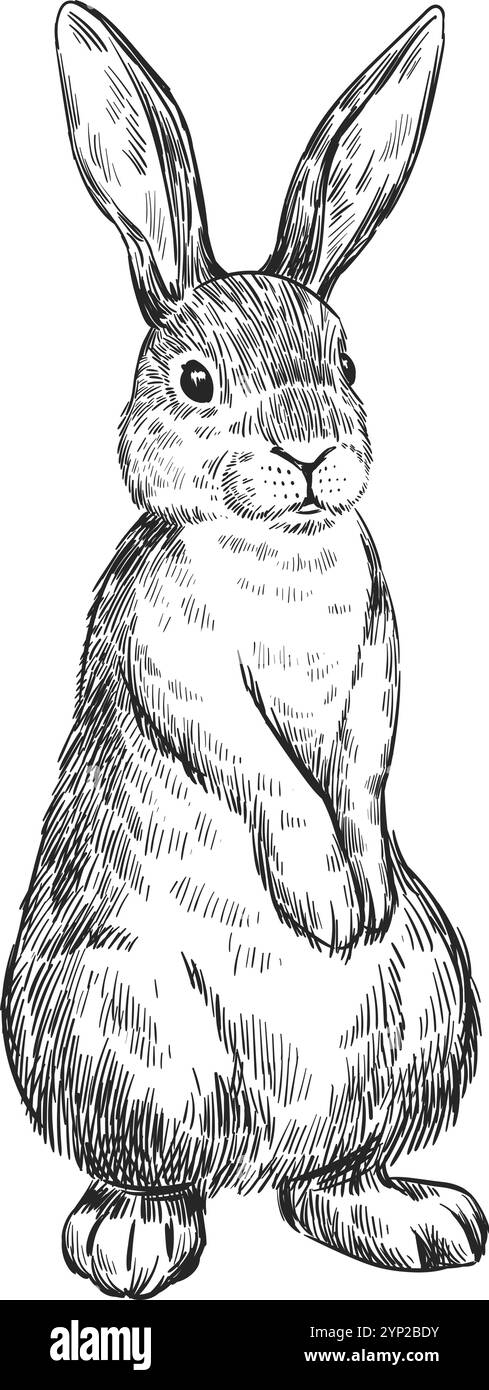 Hand drawn rabbit. Wild animal sketch drawing isolated on white ...