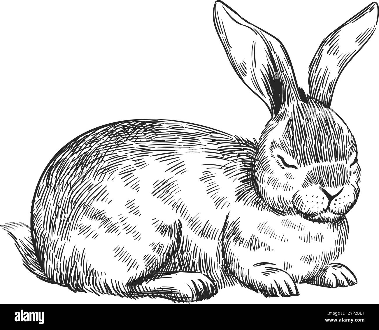 Sleeping bunny drawing. Cute little rabbit sketch isolated on white ...