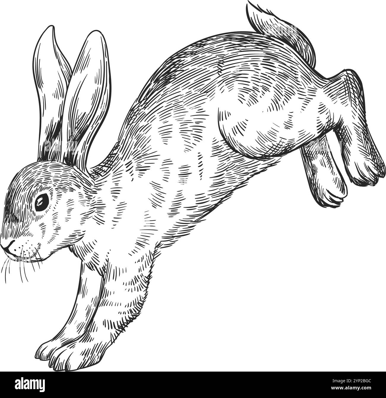 Jumping rabbit. Hand drawn hare. Bunny sketch isolated on white ...