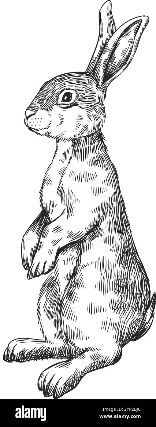 Rabbit sketch. Hand drawn hare. Animal drawing isolated on white ...