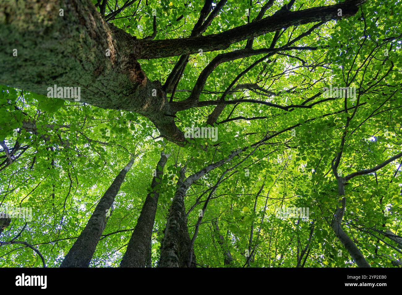 Huge linden trees with green leaves from below. Natural summer scenery ...