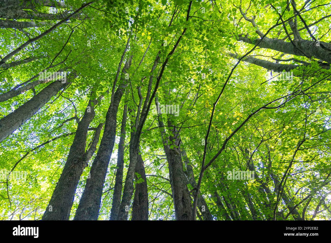 Huge linden trees with green leaves from below. Natural summer scenery ...