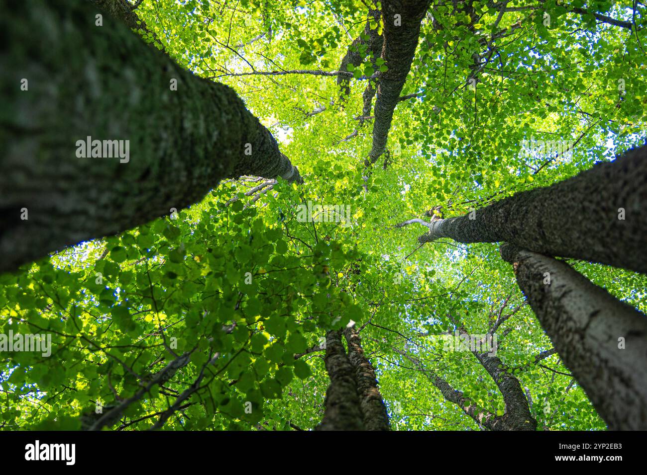 Huge linden trees with green leaves from below. Natural summer scenery ...