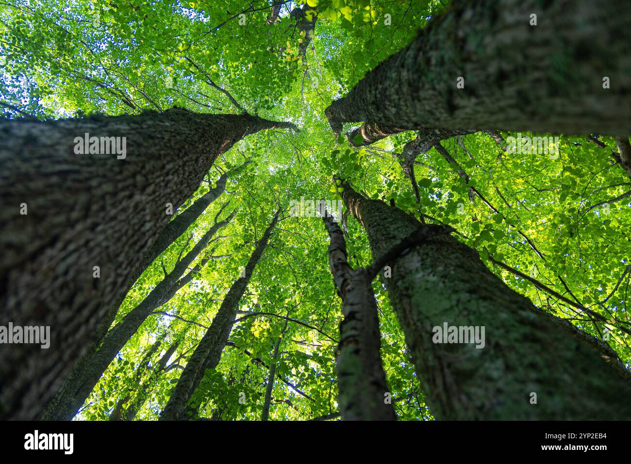 Huge linden trees with green leaves from below. Natural summer scenery ...