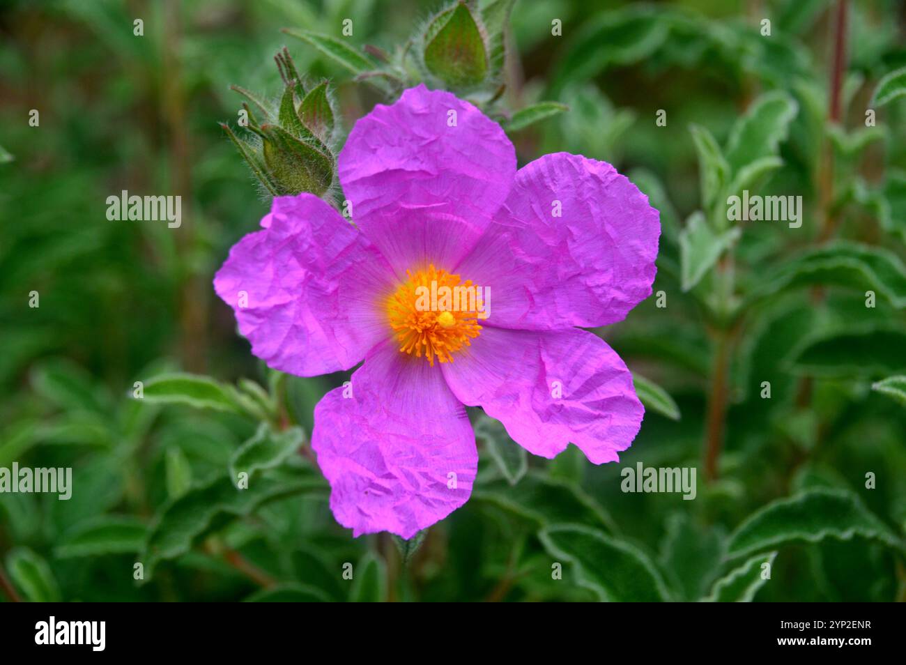 Single Solitary Bright Pink Cistus Rock Rose (Cistus Corbariensis ...